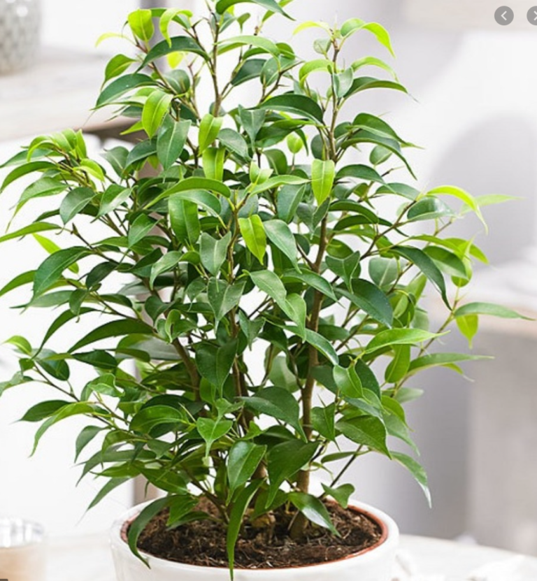 BENJAMİN BİTKİSİ (FİCUS BENJAMİN) - Flowers&Gardens